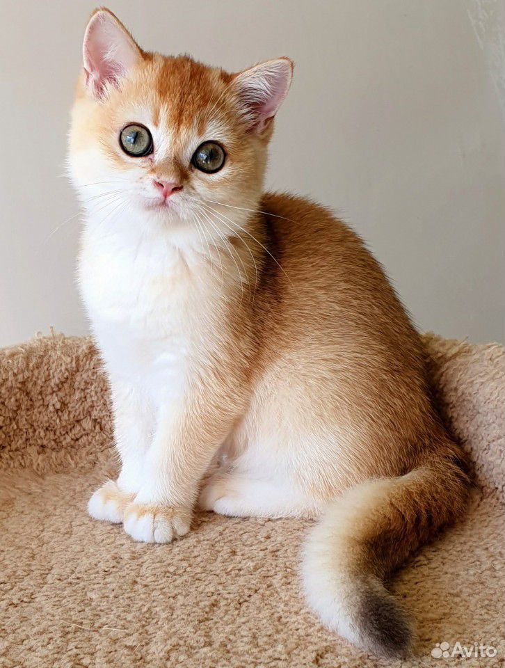 Котик шиншилла шелл