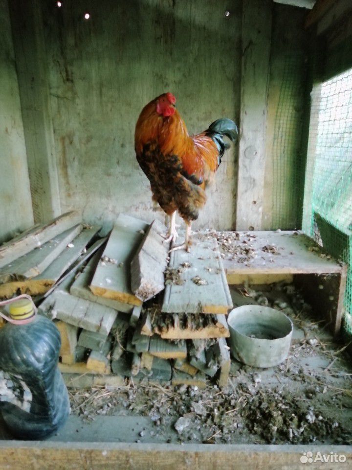 Петух 11 месяцев