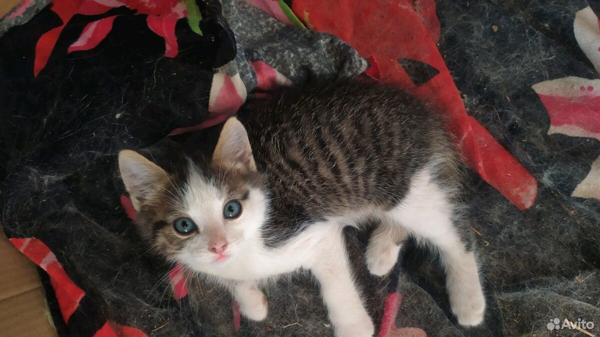 Котенок