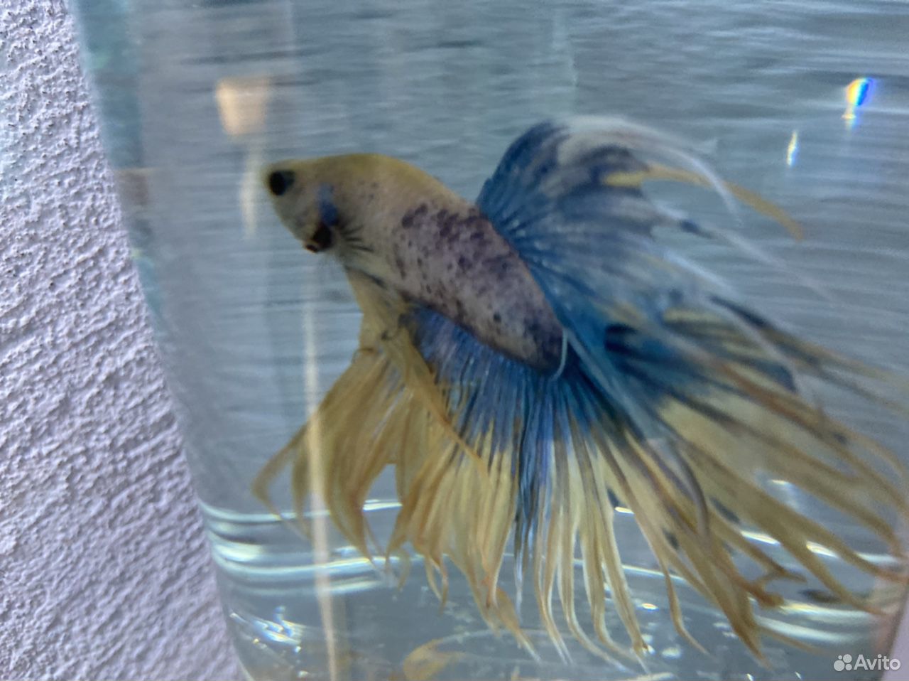 Петушок коронохвостый синие-желтый далматин