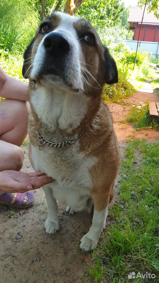 Самая добрая собака на свете в добрые руки