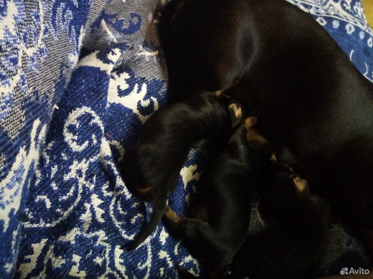 2 таксы, карликовые, девочки