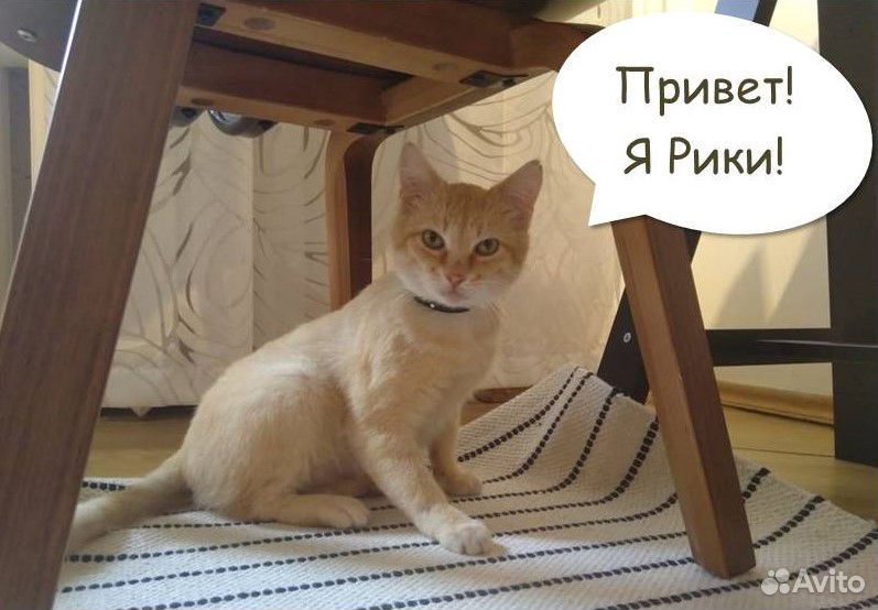 Рики- классный компанейский кот