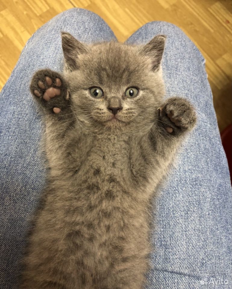 Котёнок британец в добрые руки
