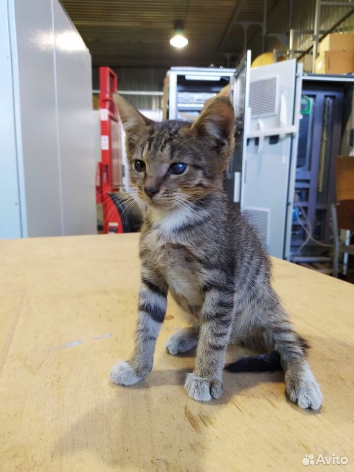Котенок с промзоны ищет дом и свою семью