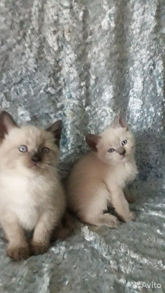 Продам катенка