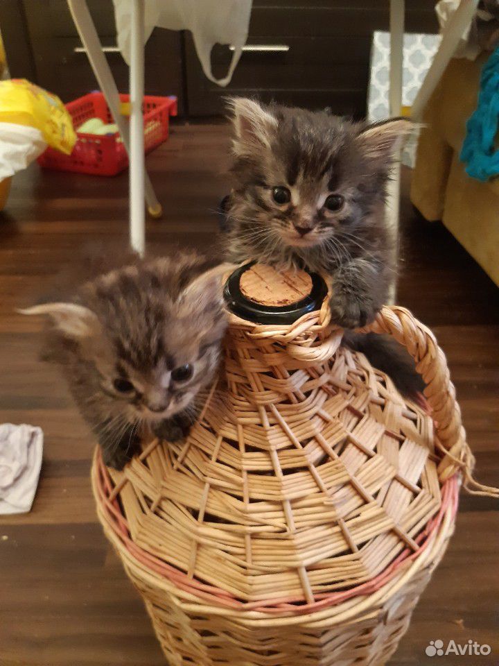 Котята, родились 23 мая