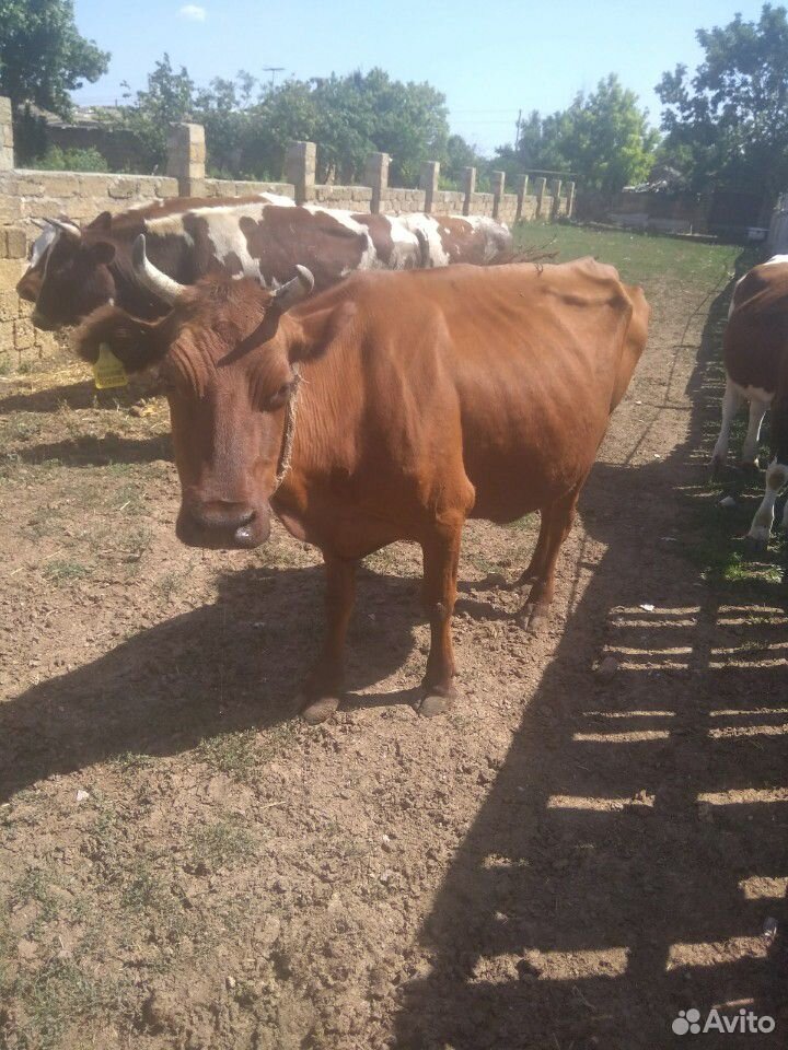 Корова и телята
