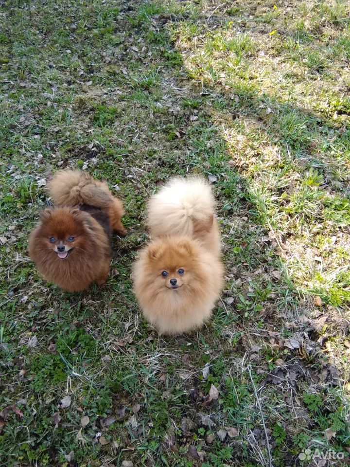 Померанский Шпиц Для Вязки