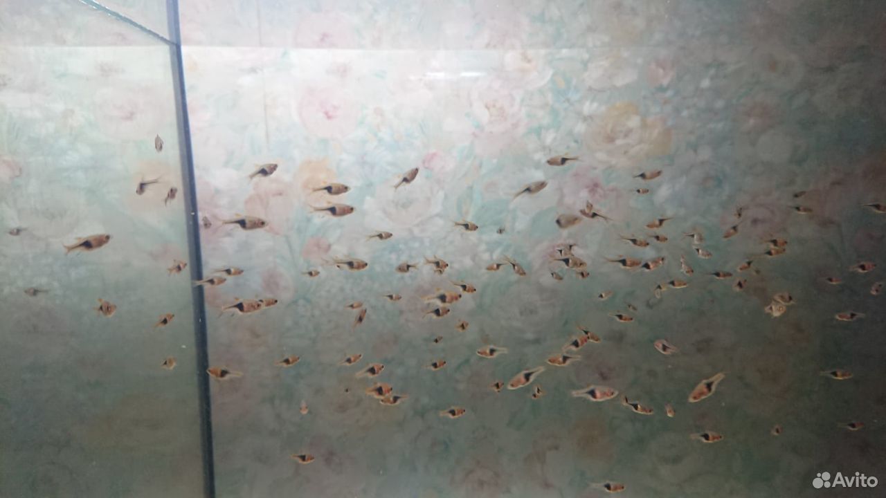 Миноры. Неоны. Расборы