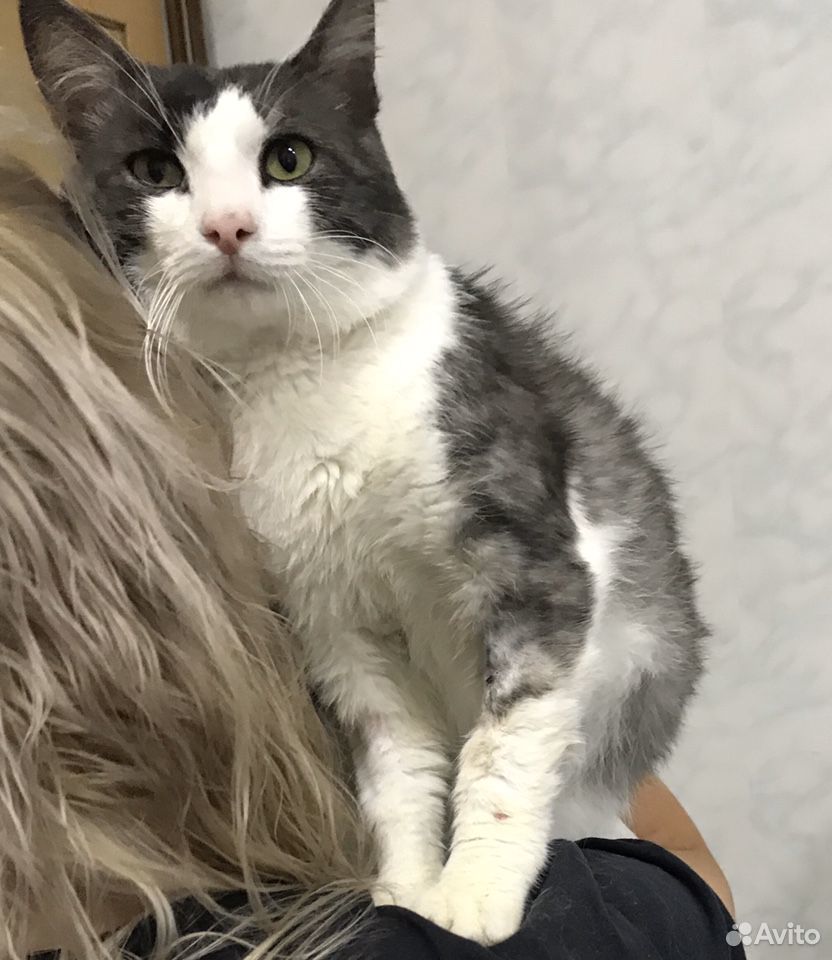 Котик камышового окраса в добрые руки