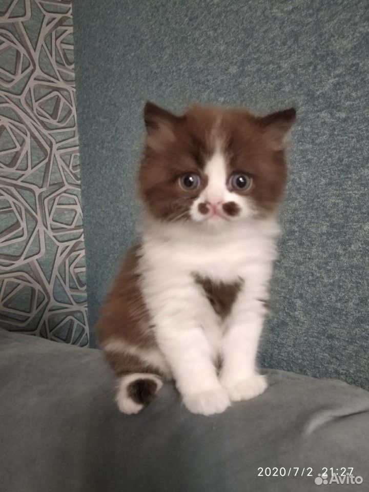 Британский котенок