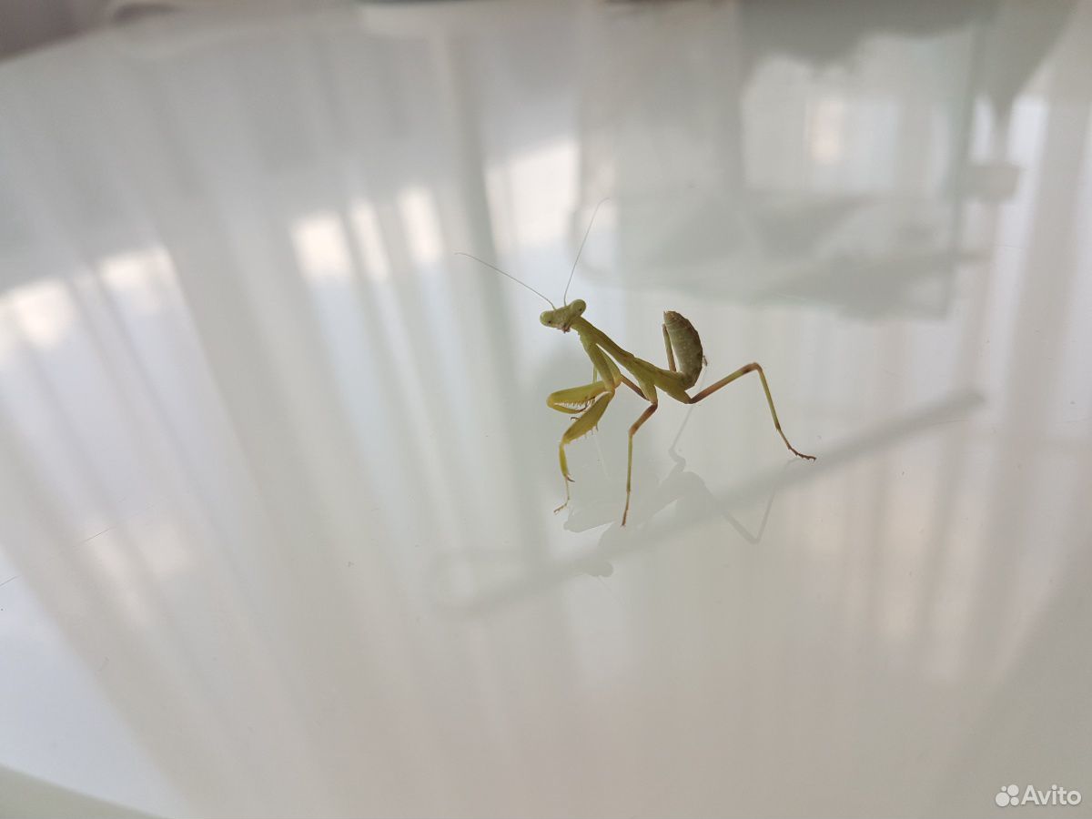 Богомолы (sphodromantis viridis) l3-l5