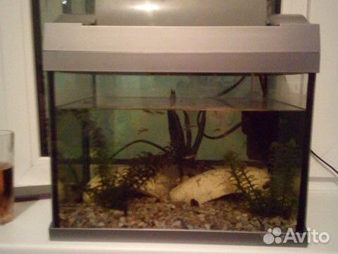 Аквариум Tetra