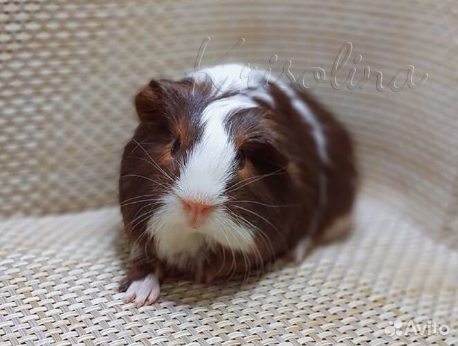 Шелти морская свинка самец 1 месяц