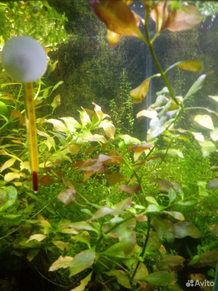 Аквариумное растение людвигия рубин