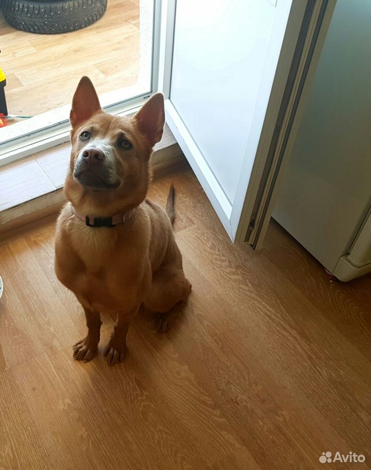 Продается собака Тайский риджбек