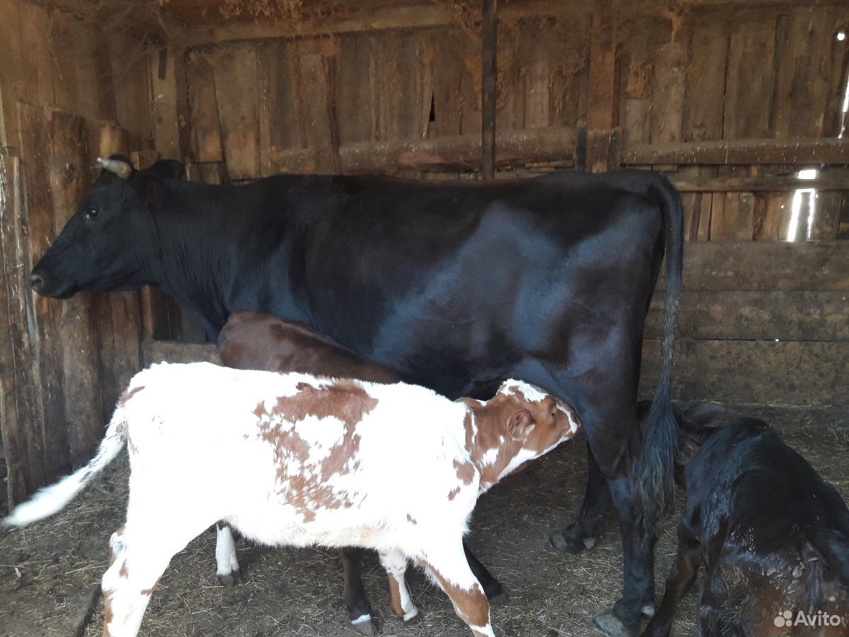 Корова с телятами