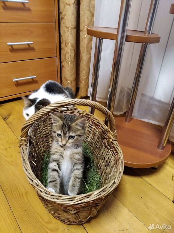 Малыш Себастьян 2 мес в добрые руки