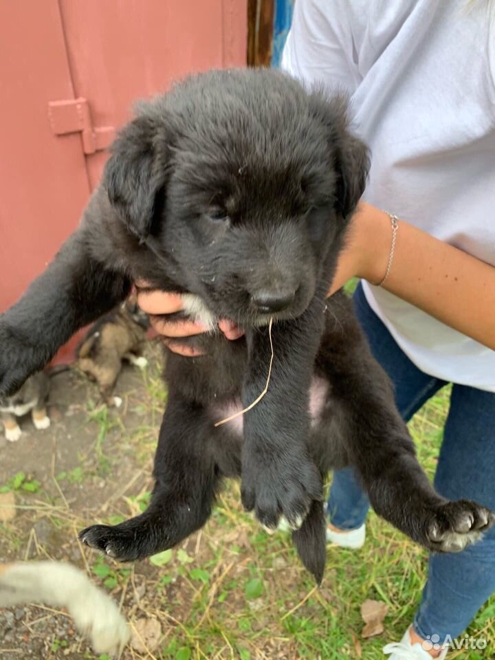 Щеночки нуждаются в доме, спасите малышей