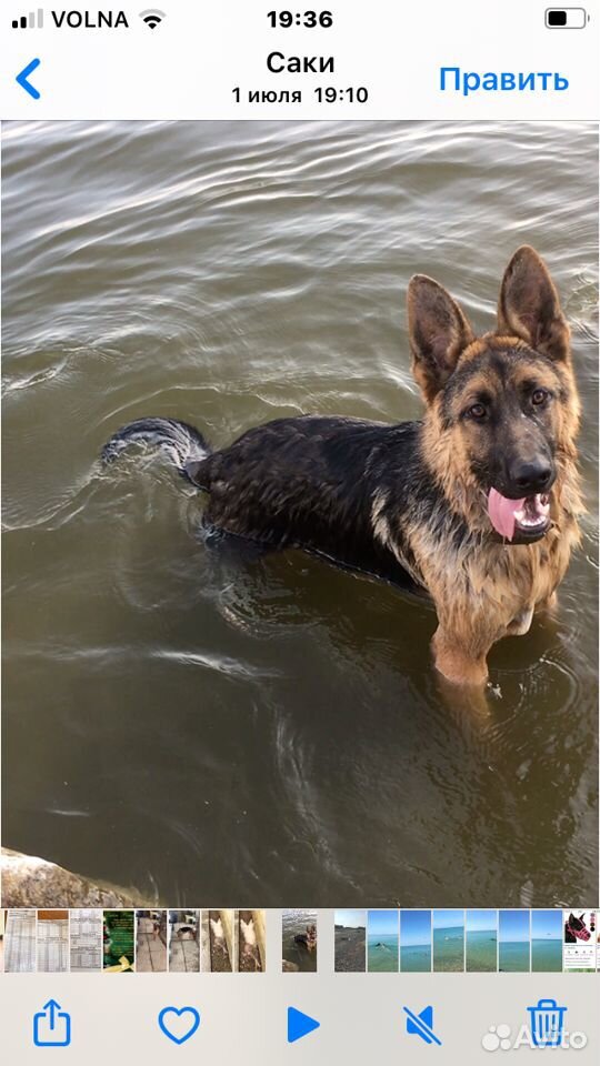 Немецкая овчарка 8 мес