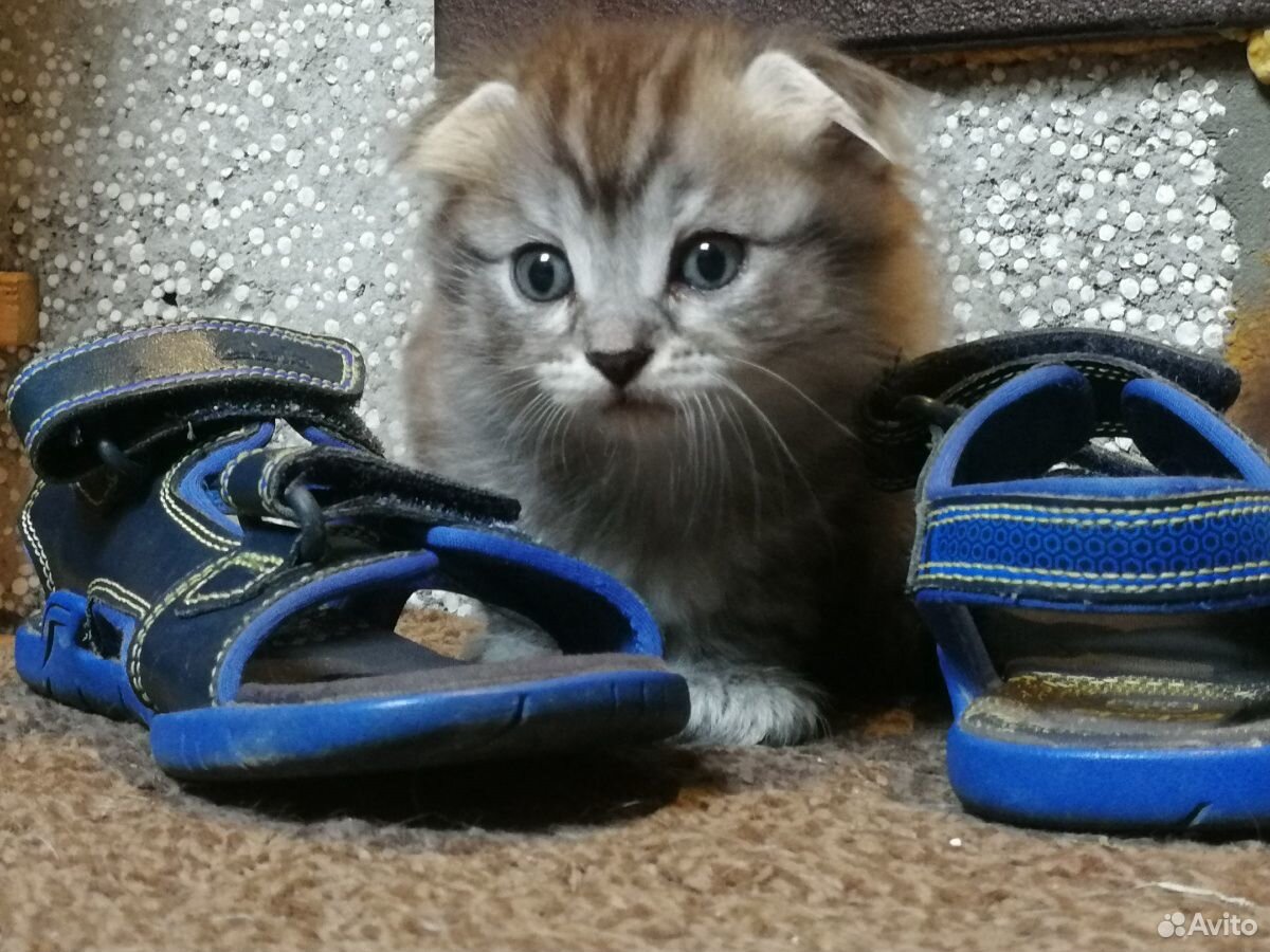 Очень красивые котята совершенно бесплатно