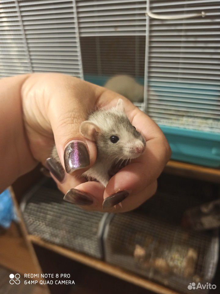 Крысы молодняк