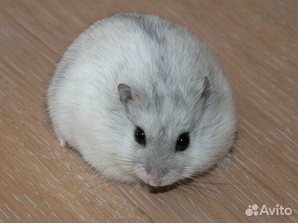 Джунгарский хомяк