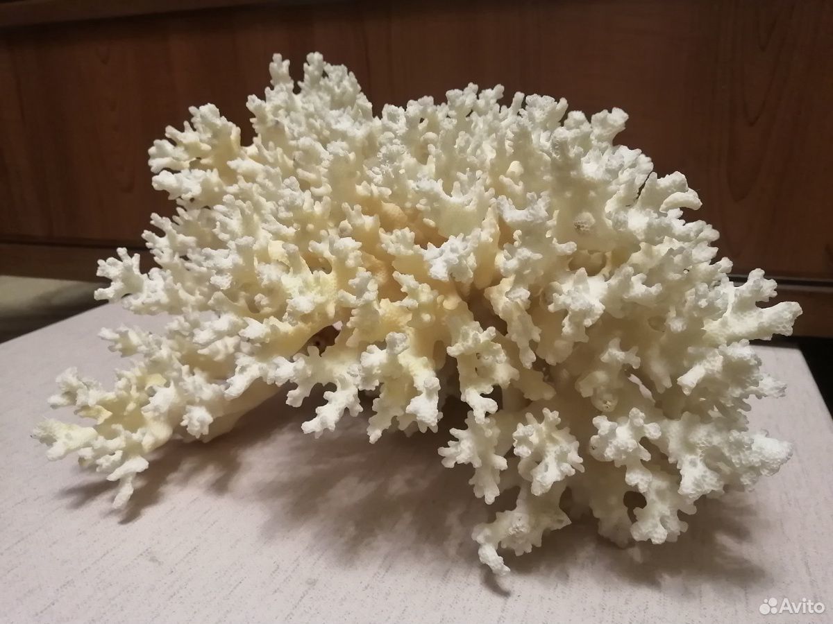 Морской коралл