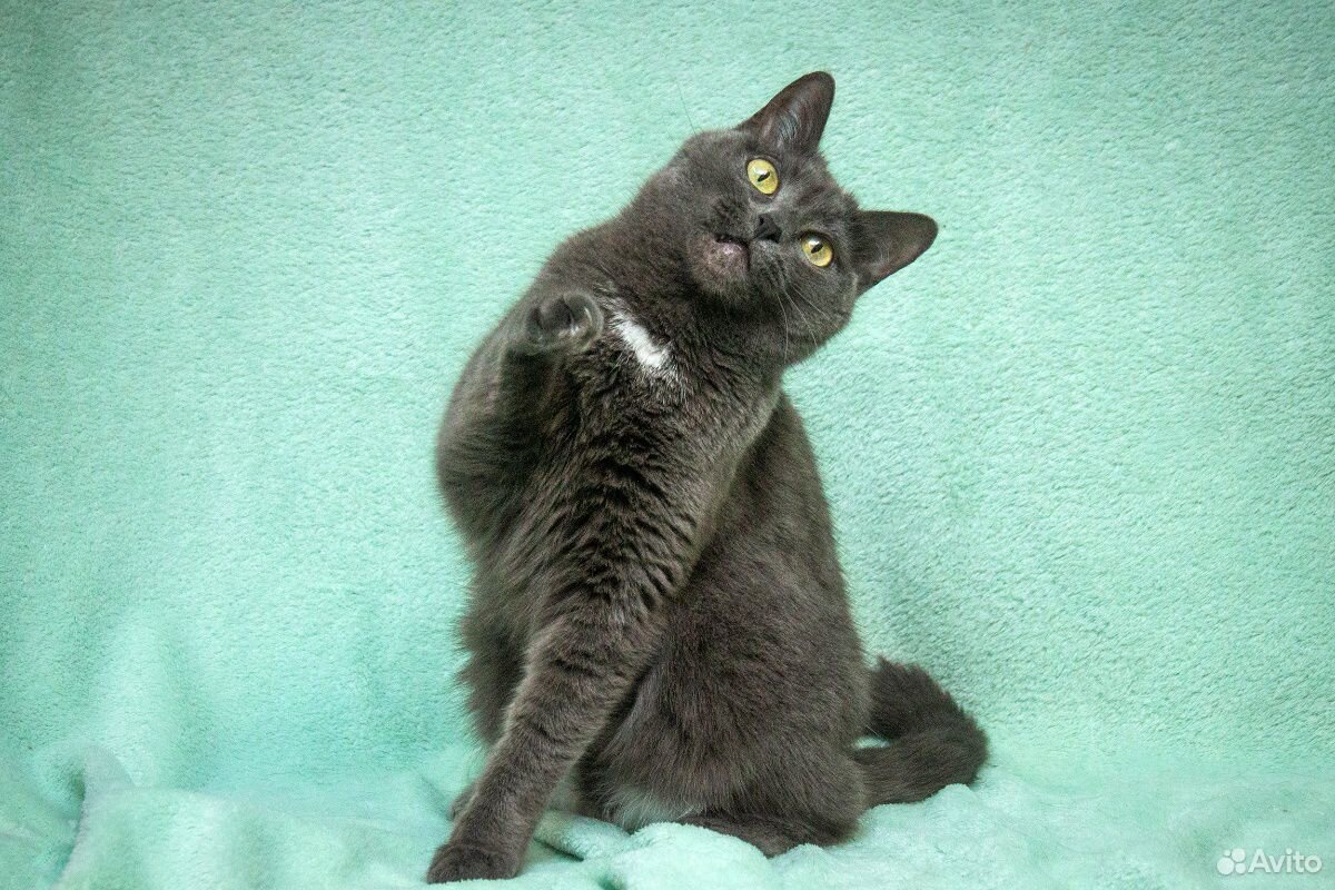 Киса (фенотип русская голубая) в надёжные руки