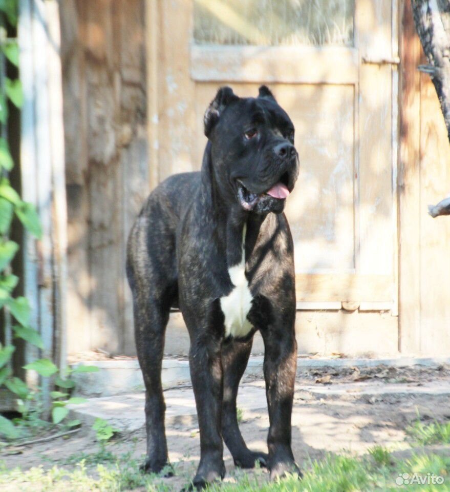 Отдам Кане Корсо кобеля 1,5 года