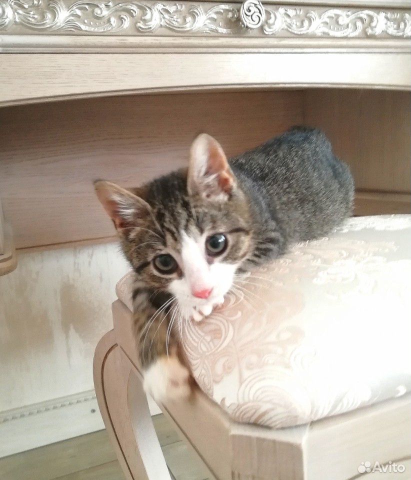 Малыш Кузя ищет дом