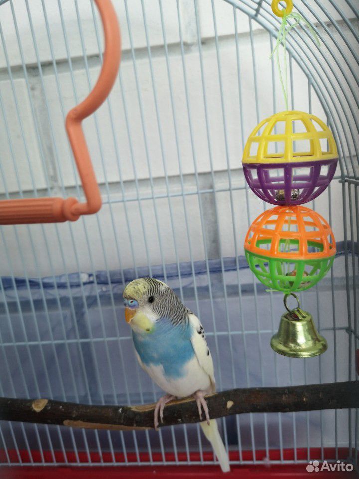 Попугай волнистый с клеткой
