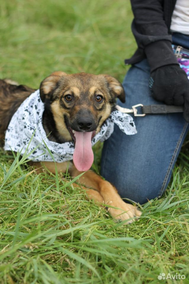 Щенок Кнопка в добрые руки