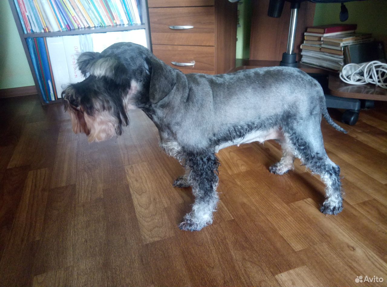 Цвергшнауцер девочка