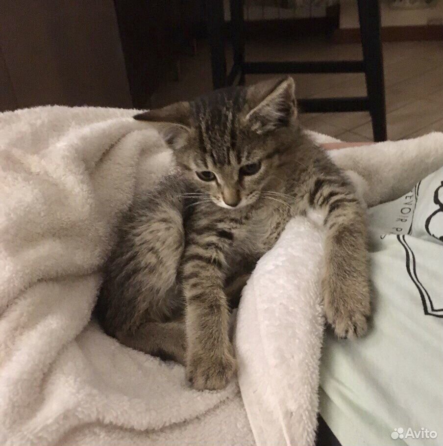 Маленькие полосатые котята