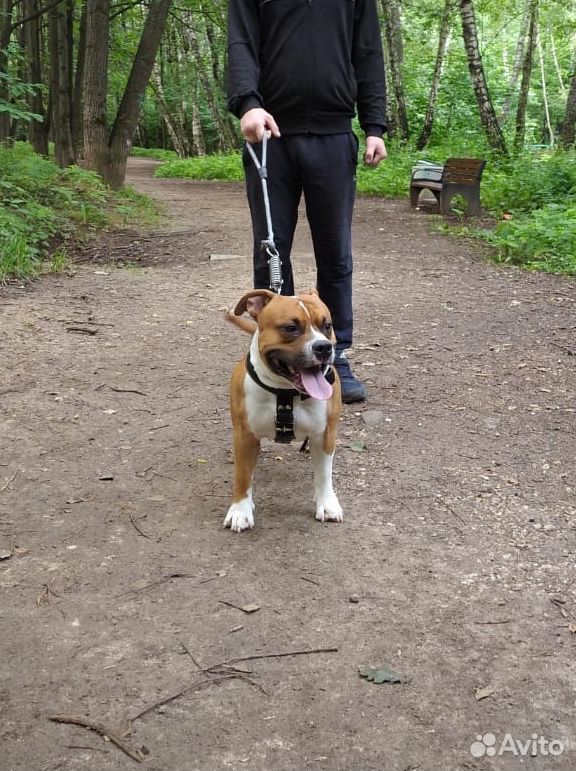 Вязка Стаффордширский бультерьер