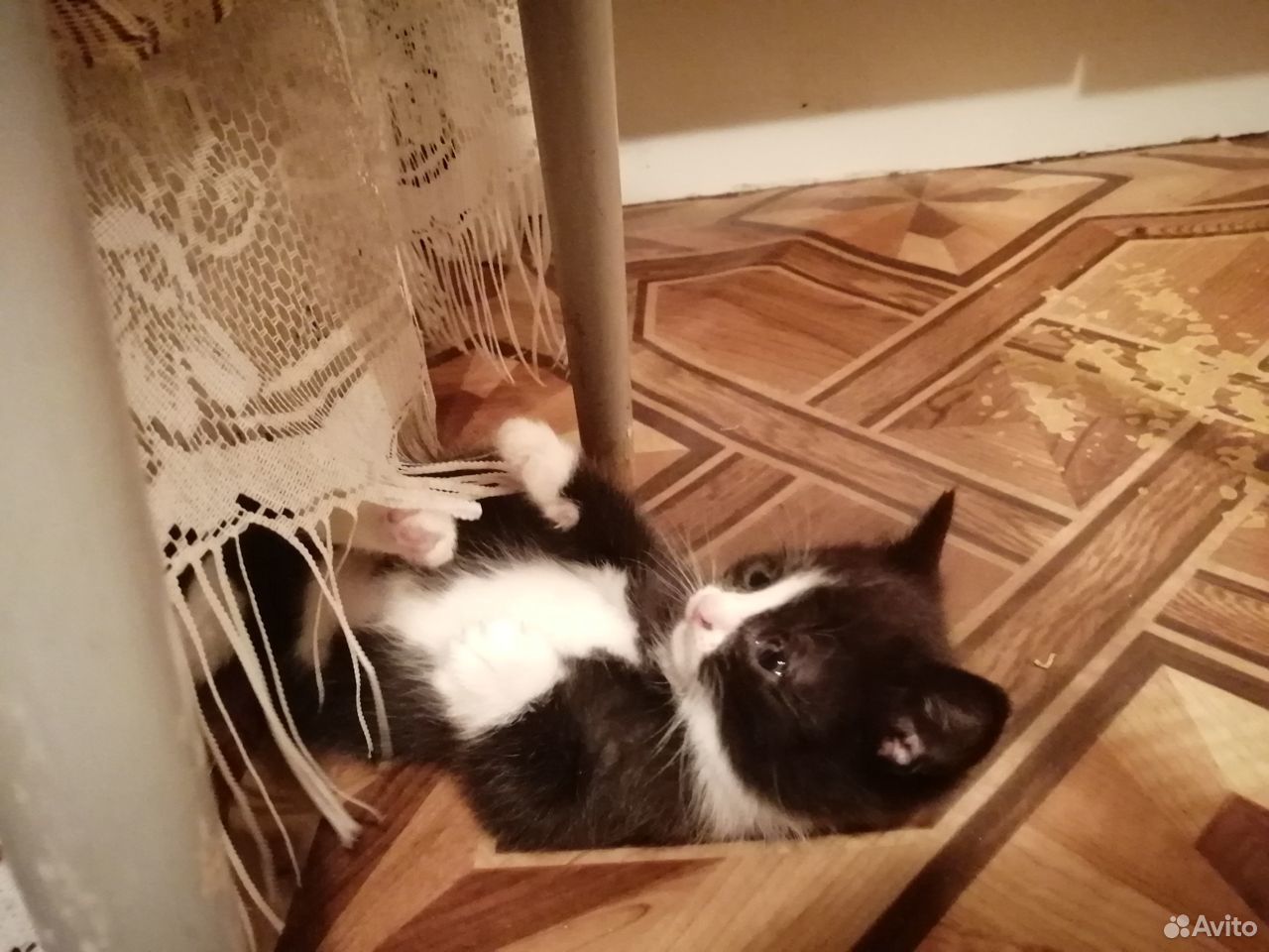 Кошка
