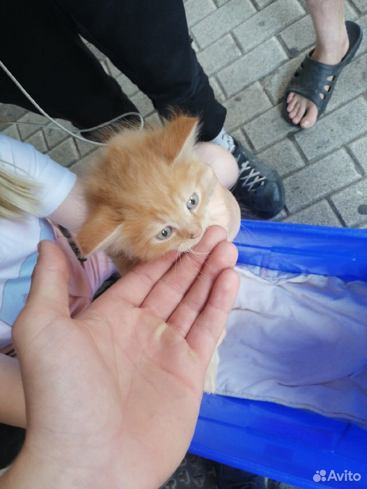 Котенок