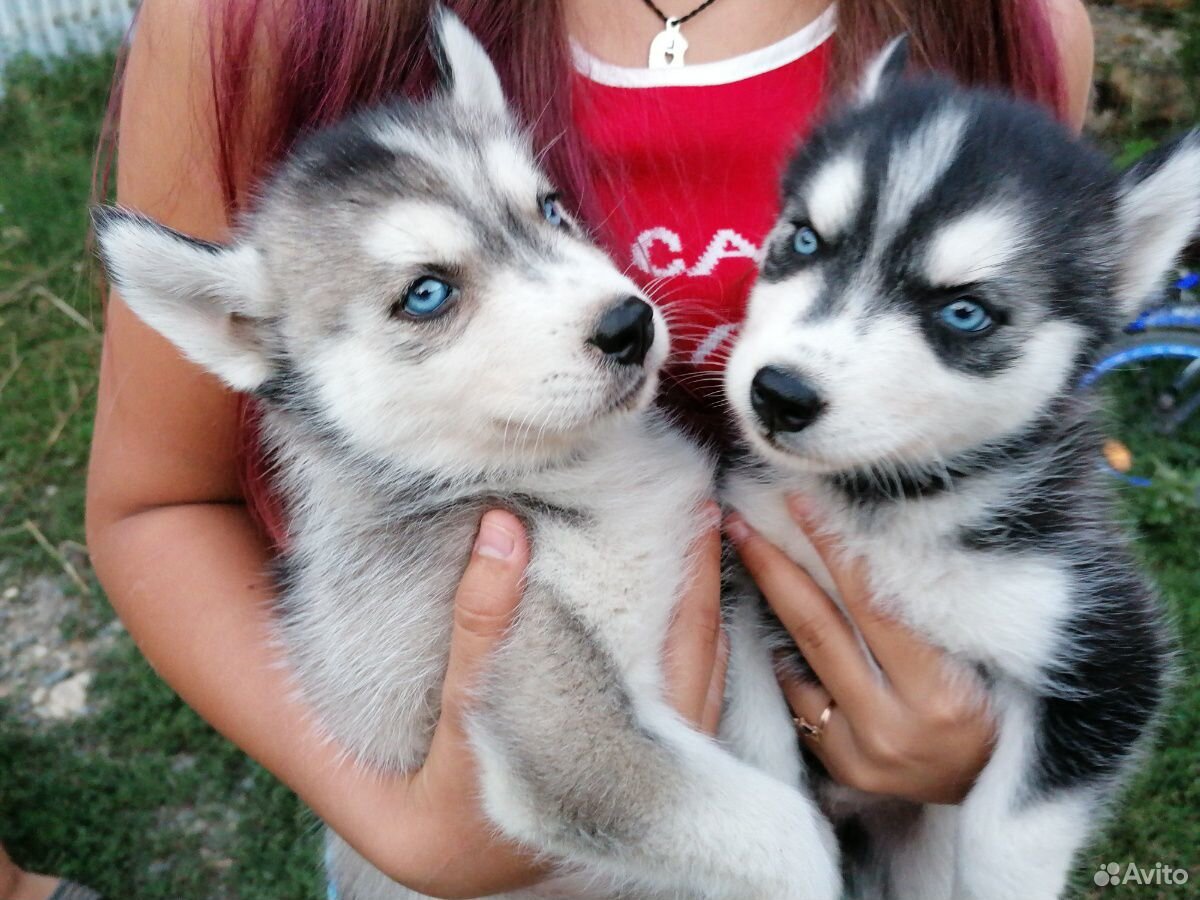 Сибирский хаски