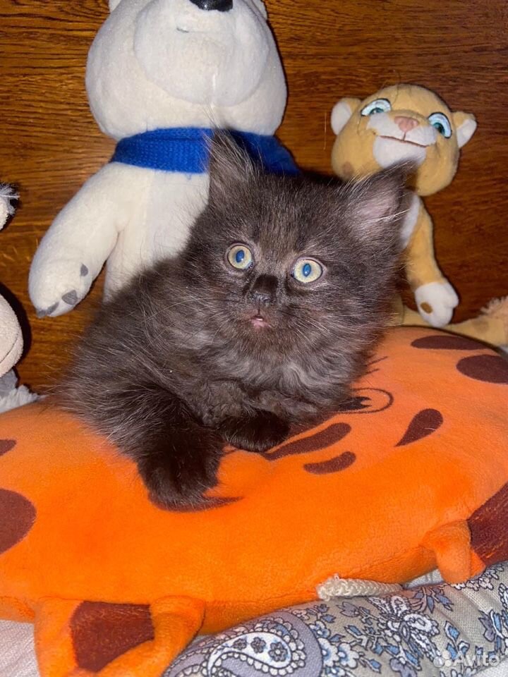 Котята британцы полукровки