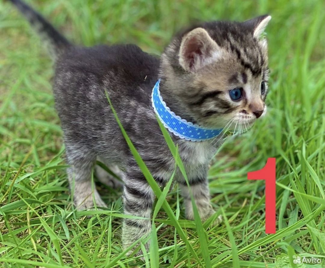 Котята