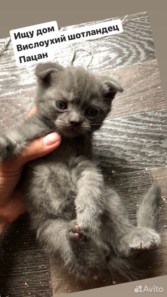 Шотландские коты
