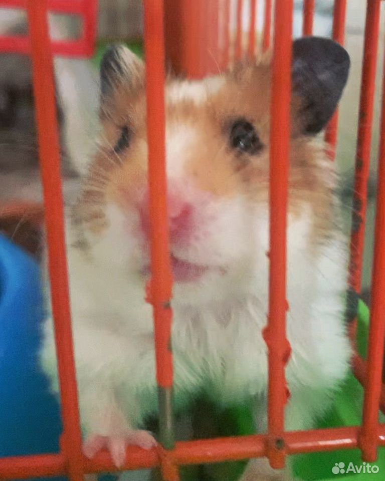 Сирийские хомяки