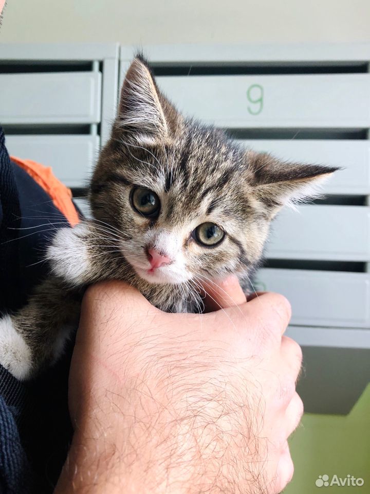 Котята