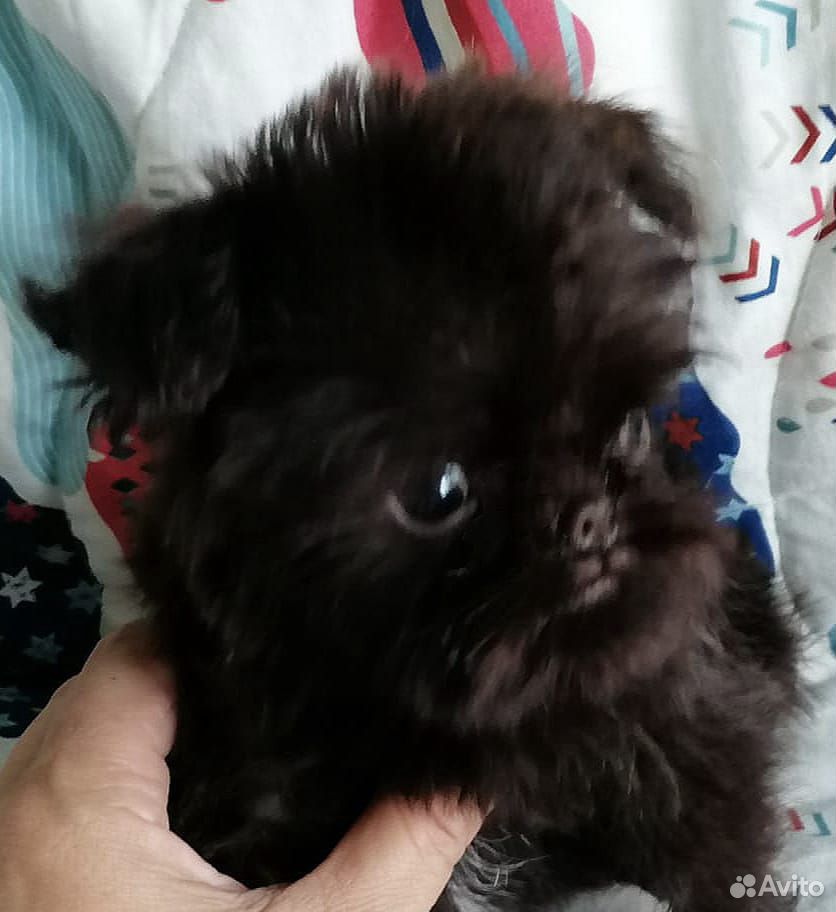 Бельгийский гриффон шоколадная девочка