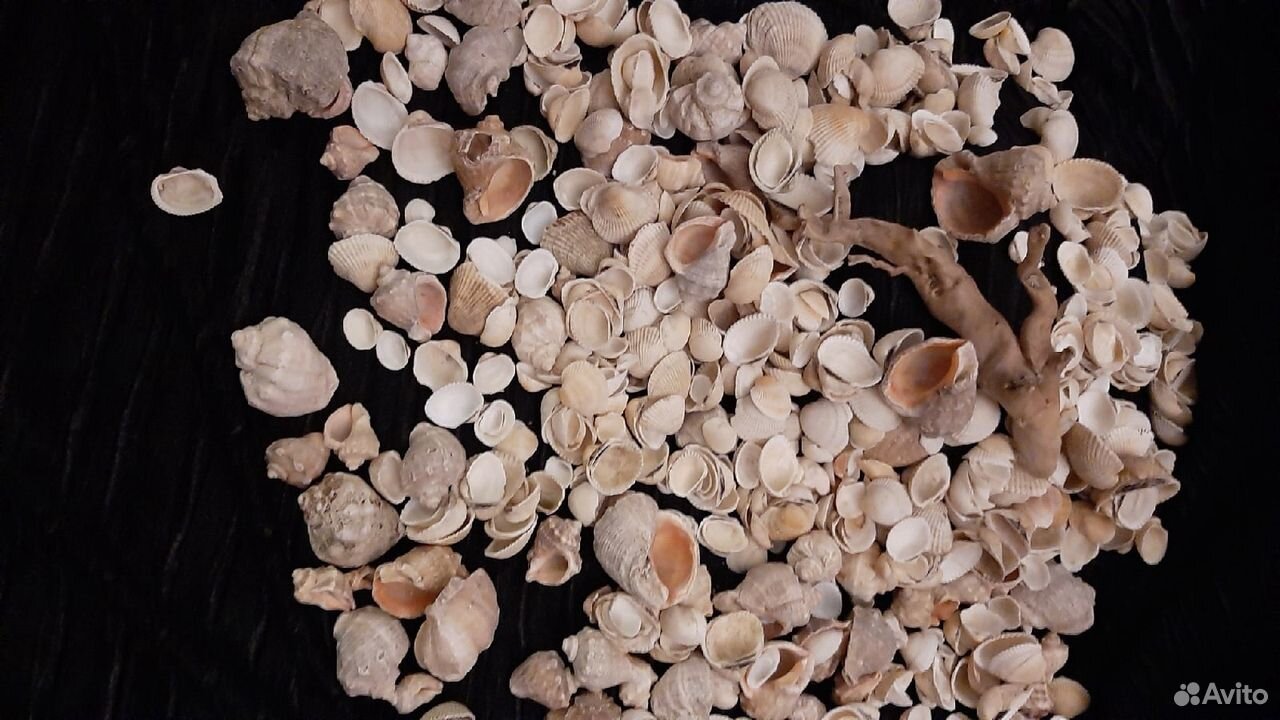 Морские ракушки