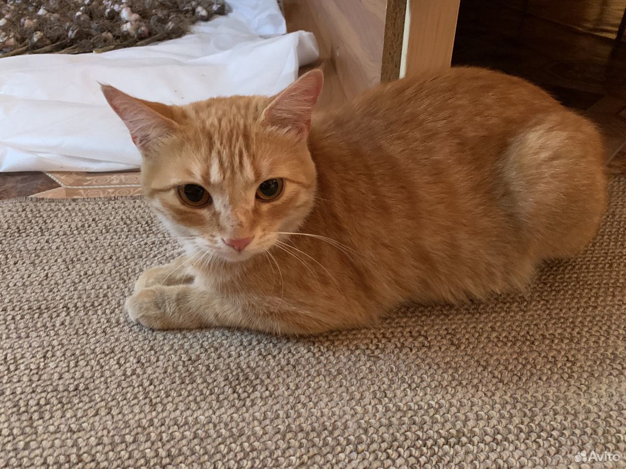 Котёнок