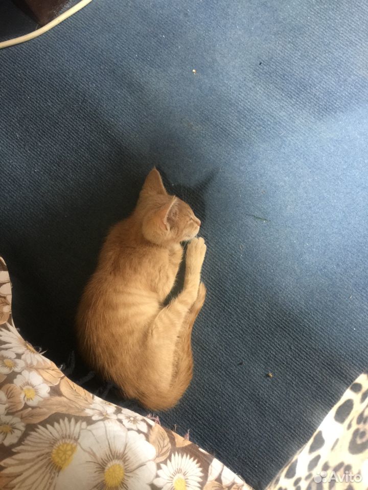 Рыженькое чудо котенок