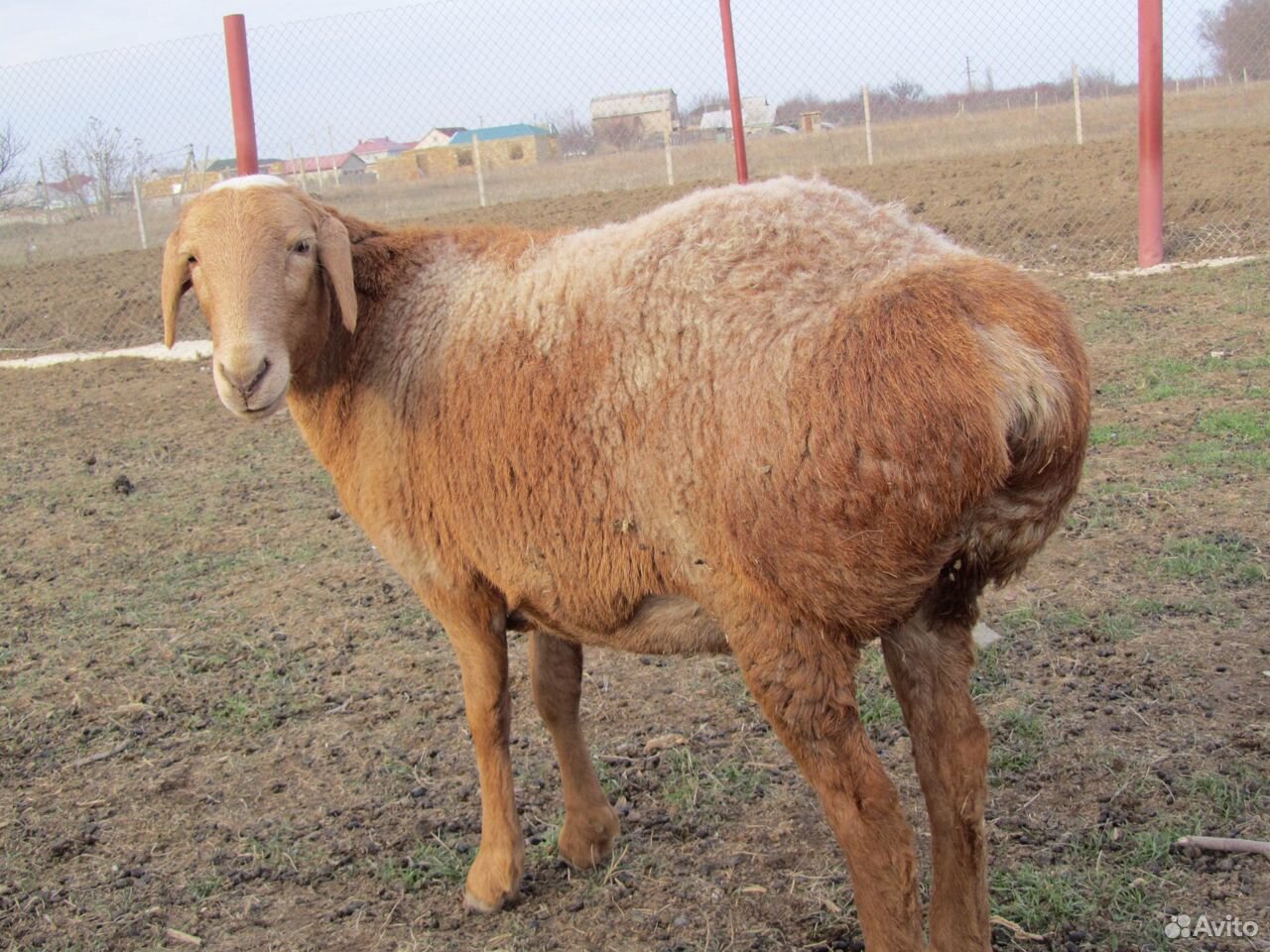 Овцы курдючные на Курбан-байрам